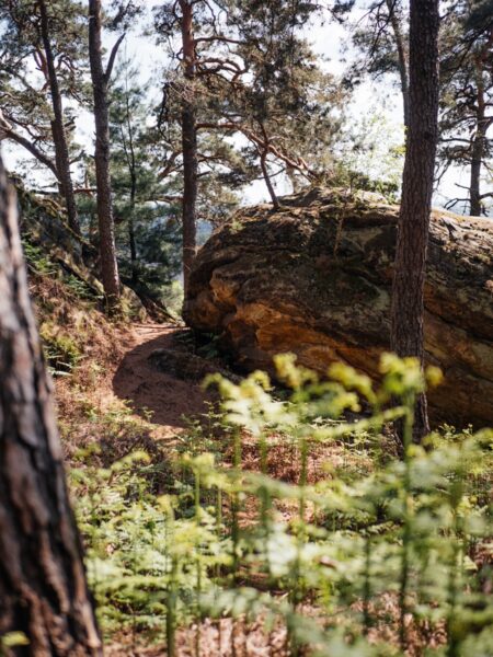 Hermannsweg: in 8 Etappen durch den Teutoburger Wald - Fräulein Draussen