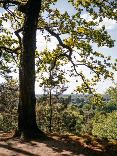 Hermannsweg: in 8 Etappen durch den Teutoburger Wald - Fräulein Draussen