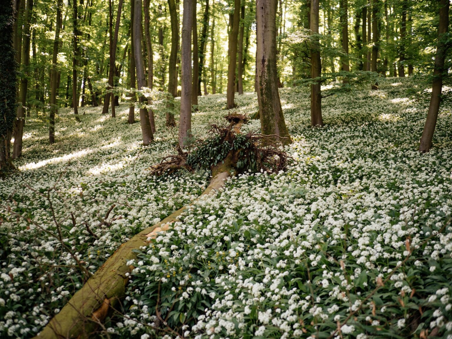 Hermannsweg: in 8 Etappen durch den Teutoburger Wald - Fräulein Draussen